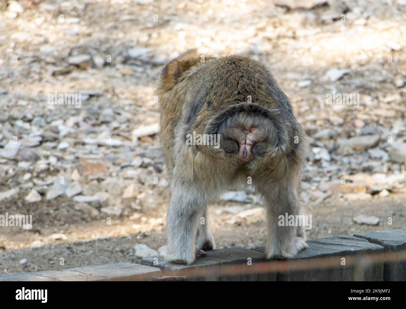 Barbary Macaque Tail