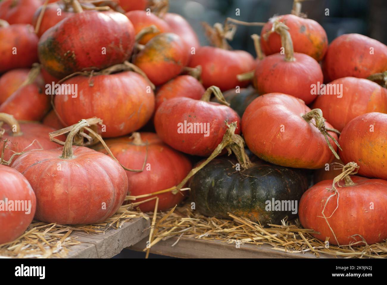 Autumn decoration - harvest of orange pumpkins on dry straw at farmers ...
