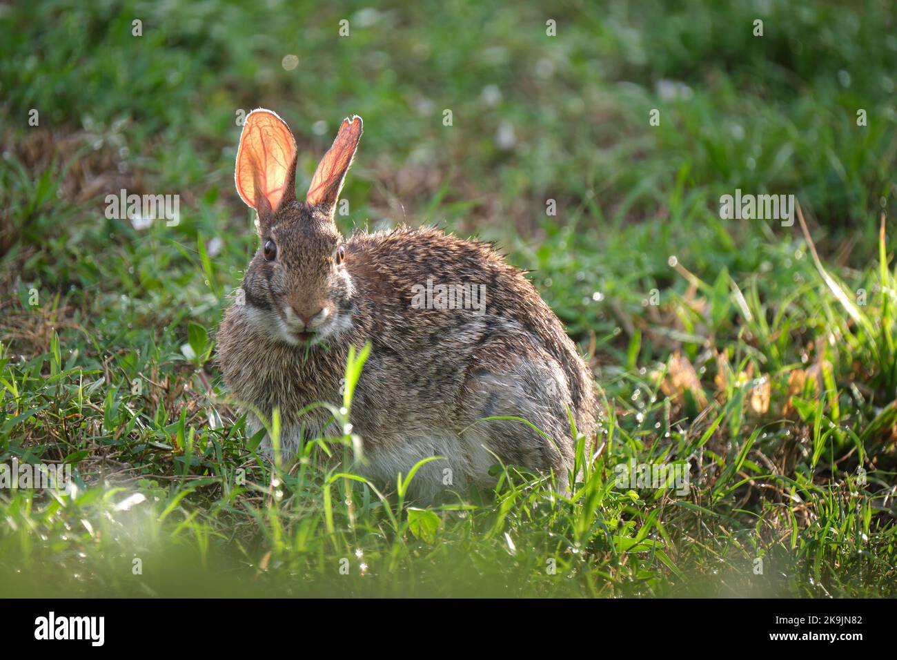 Grey small hare eating grass on summer field. Wild rabbit in nature ...