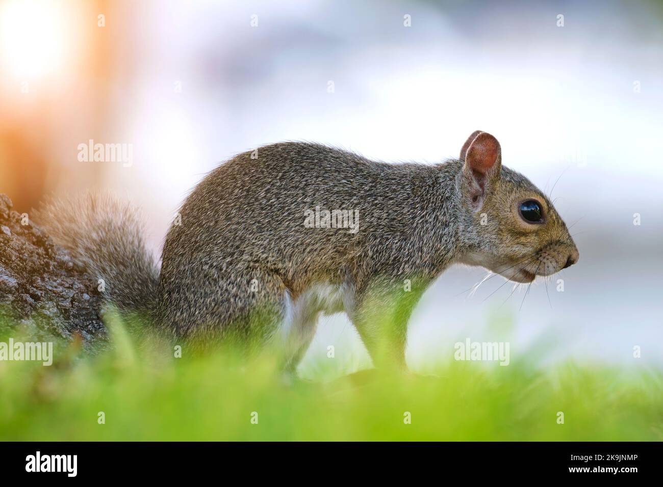 Beautiful wild gray squirrel in summer town park Stock Photo - Alamy