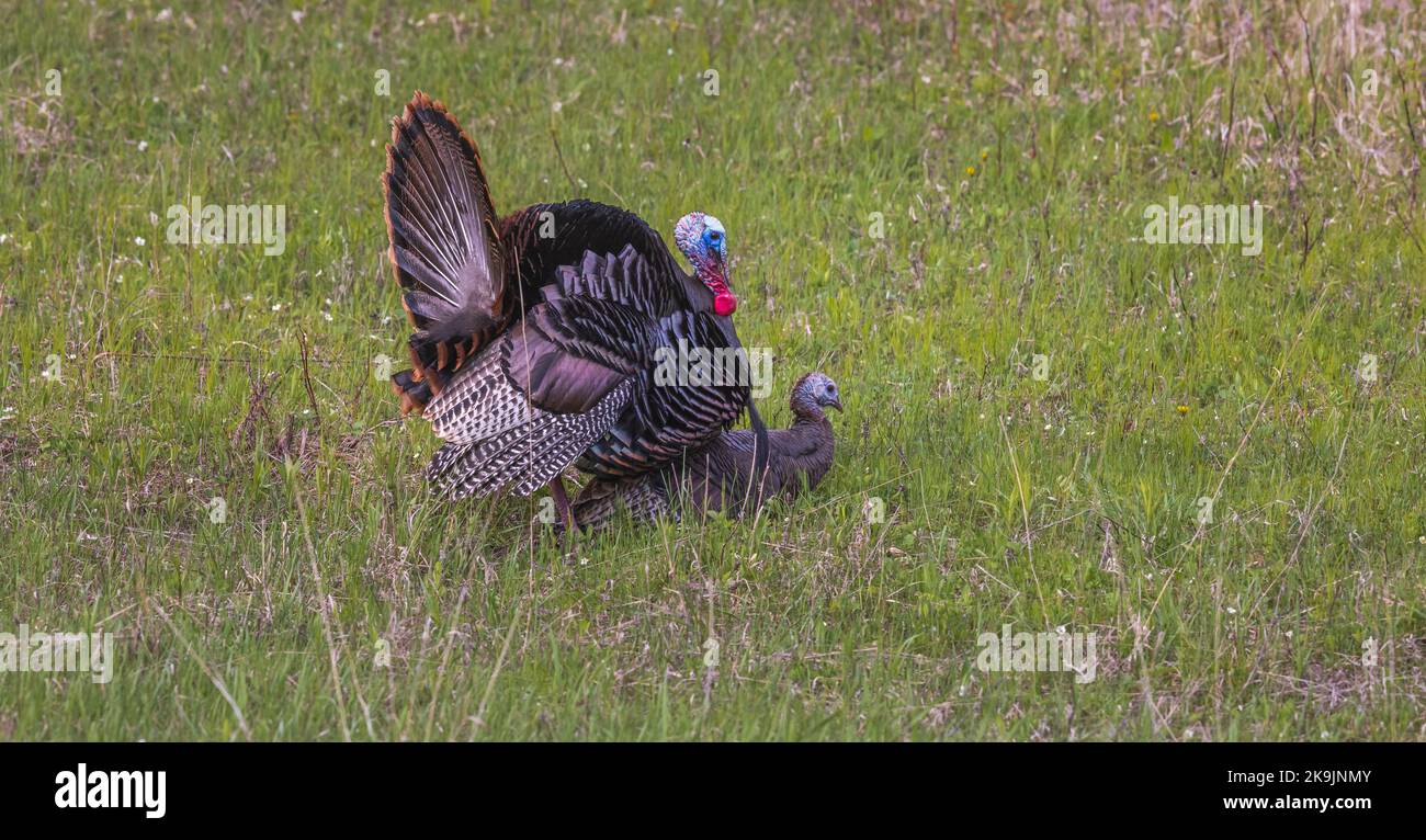 Eastern wild turkeys mating in northern Wisconsin Stock Photo - Alamy