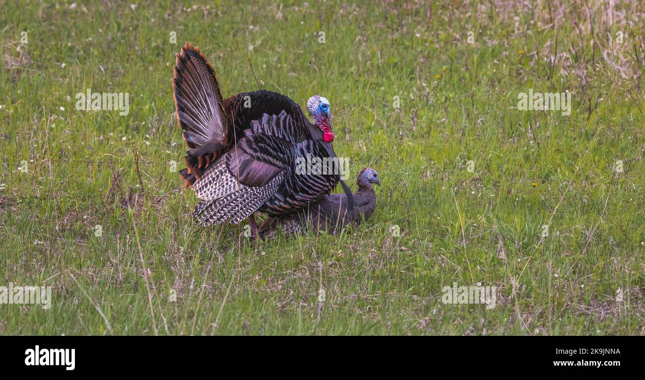 Eastern wild turkeys mating in northern Wisconsin Stock Photo - Alamy
