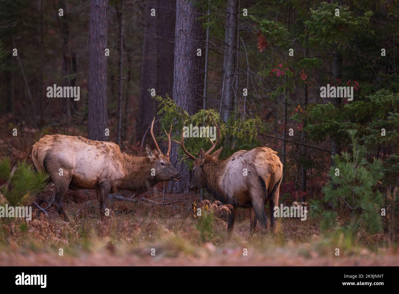 Elk in Clam Lake, Wisconsin Stock Photo - Alamy