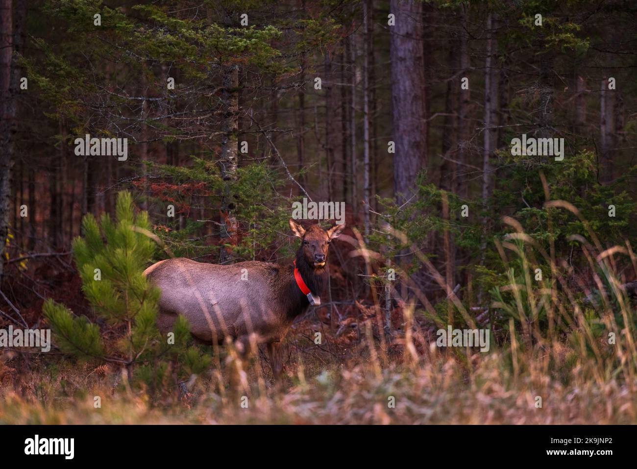 Elk in Clam Lake, Wisconsin Stock Photo - Alamy