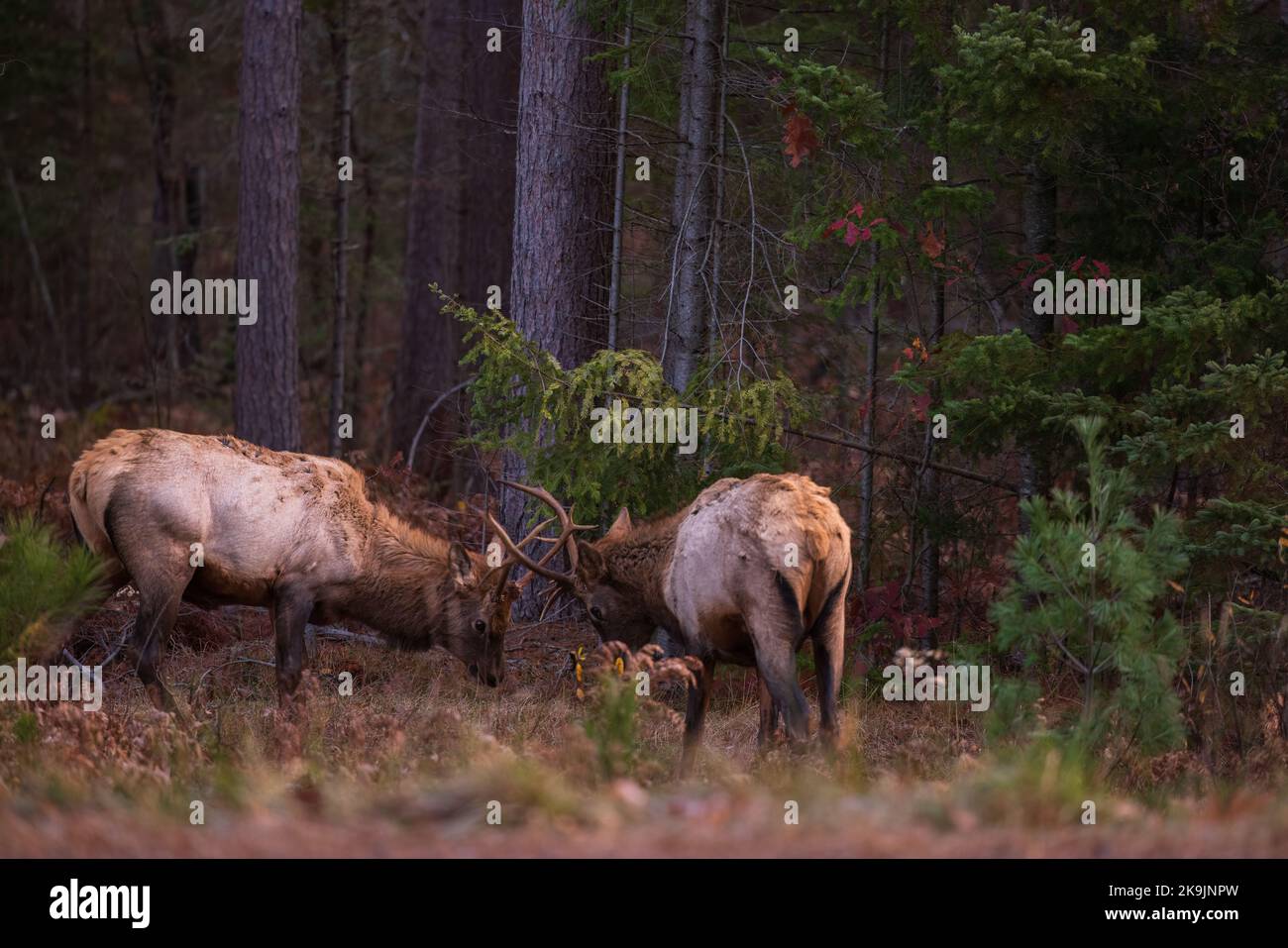 Elk in Clam Lake, Wisconsin Stock Photo - Alamy