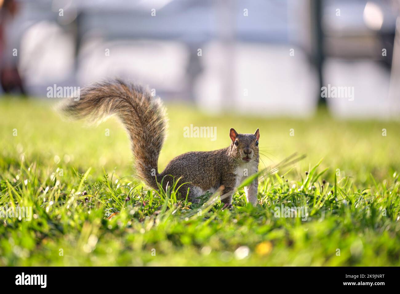 Curious beautiful wild gray squirrel looking up on green grass in ...