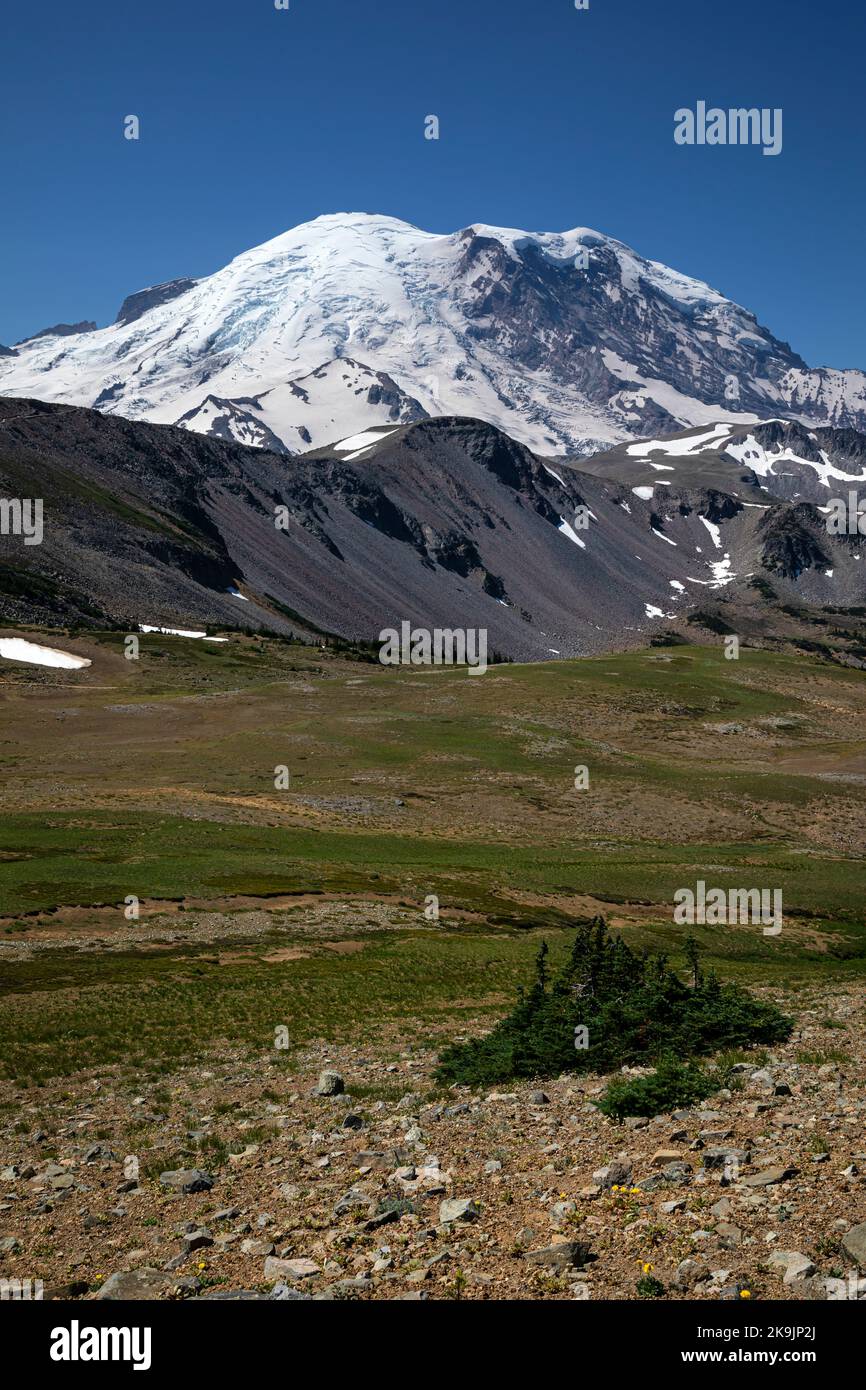 WA22617-00...WASHINGTON - Burroughs Mountain and Mount Rainier viewed ...