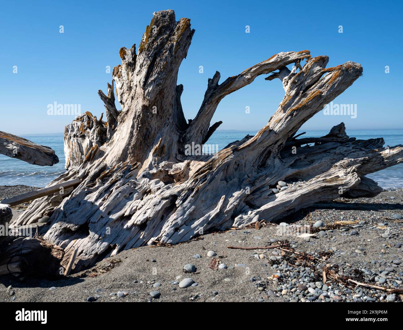 WA22628-00...WASHINGTON - An old root ball on the beach along the ...
