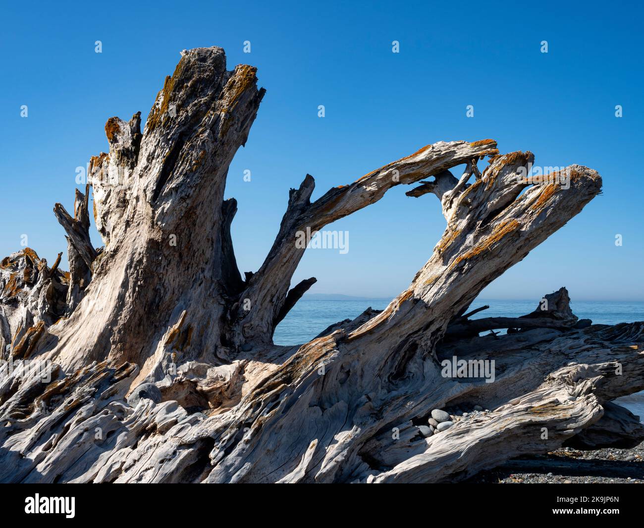 WA22629-00...WASHINGTON - An old root ball on the beach along the ...