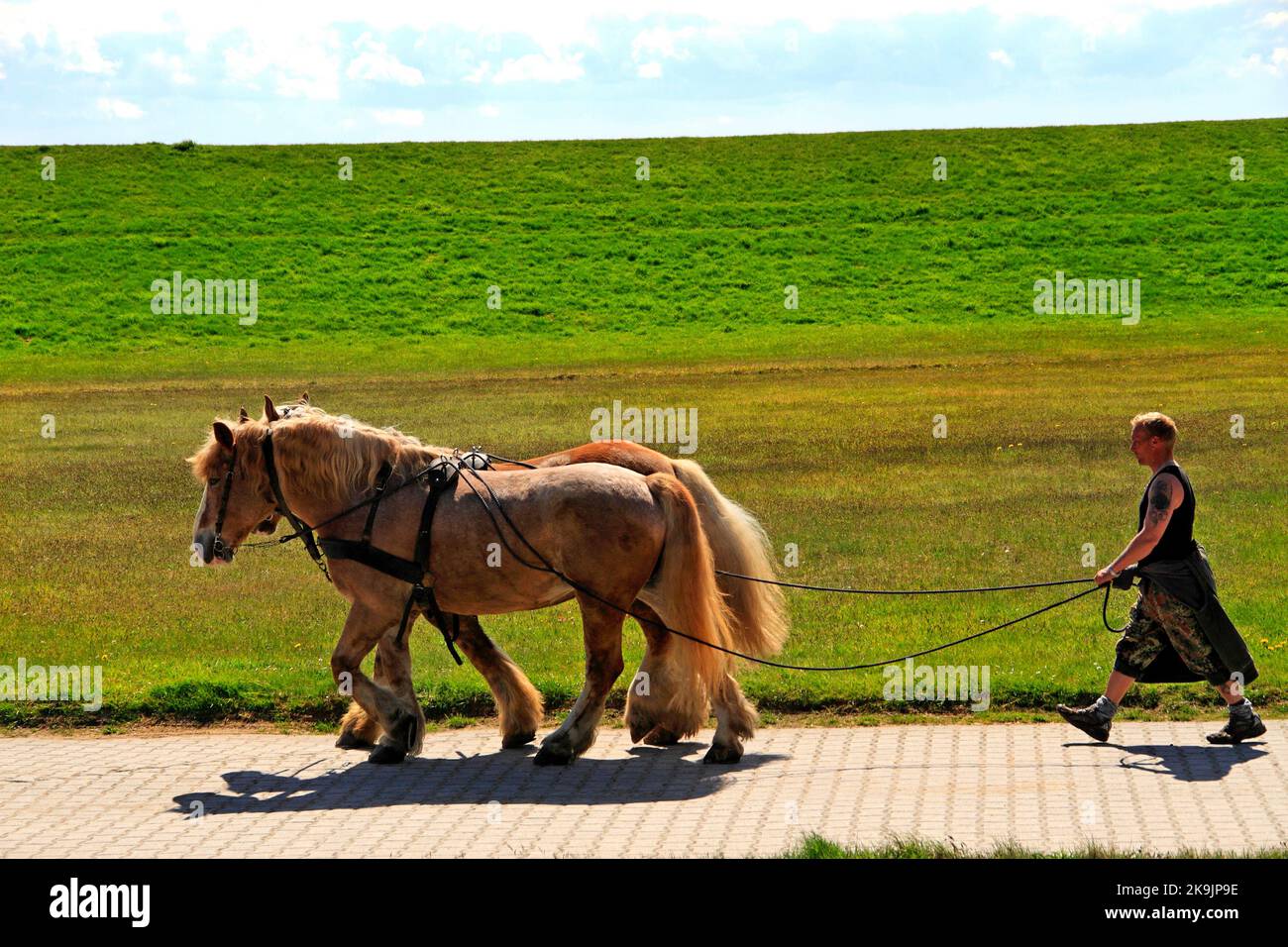 Horse Coachman walking Horses on pathway, Island of Juist, Germany ...