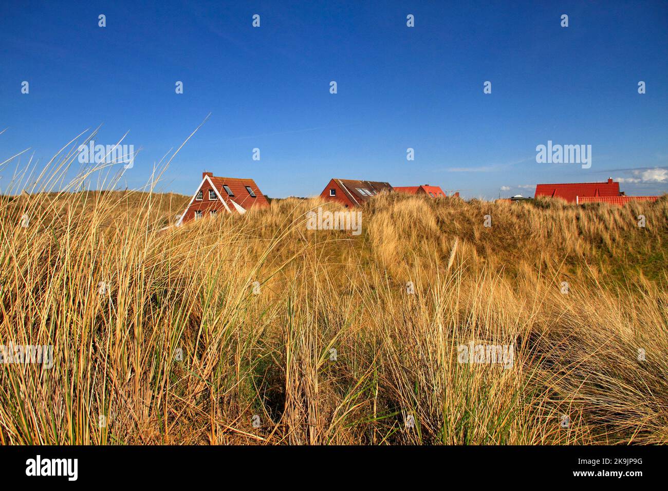 Long Grass Landscape and Housing, Island of Juist, Germany Stock Photo ...