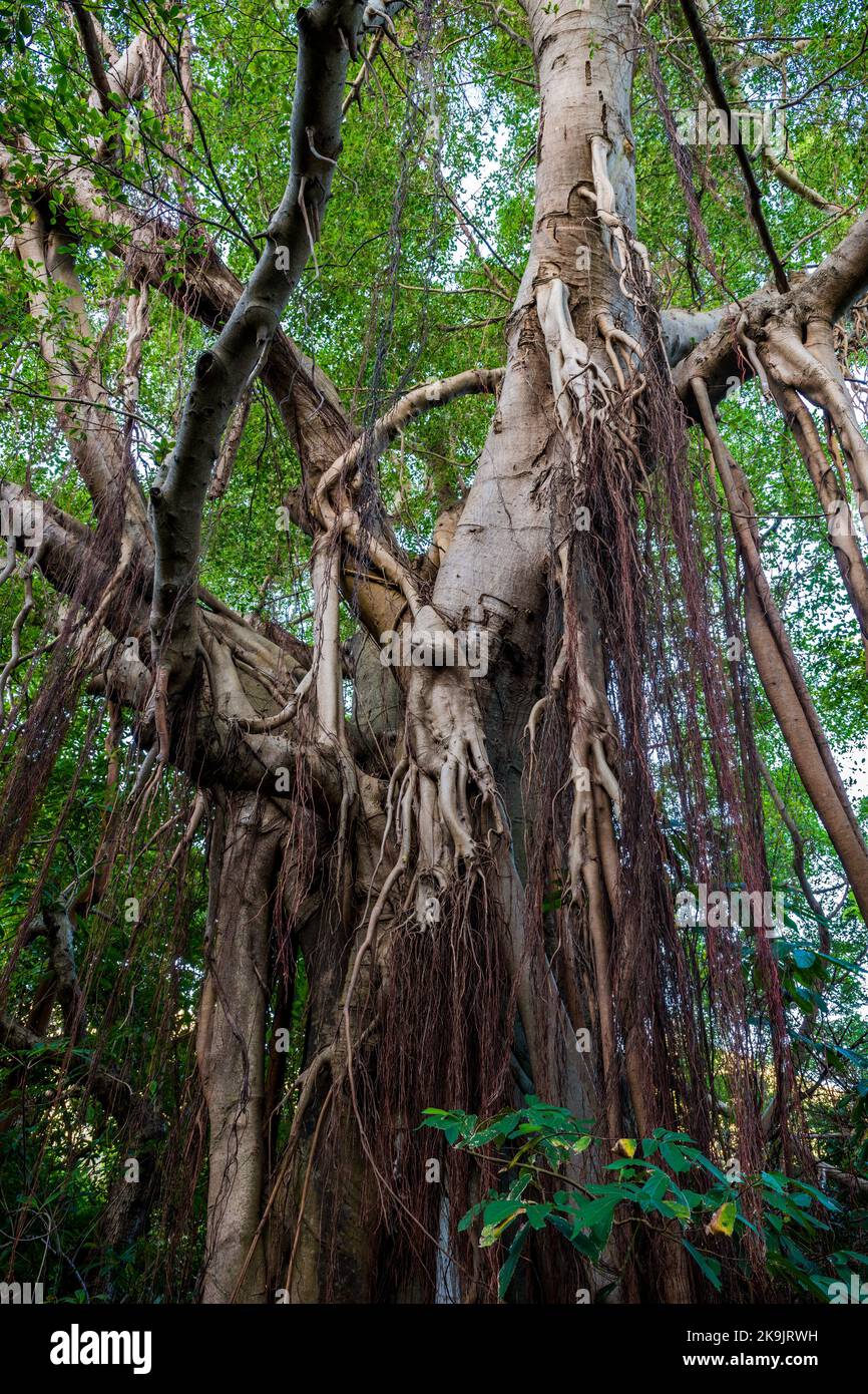 An old, mature Chinese banyan tree with a well-developed aearial root ...