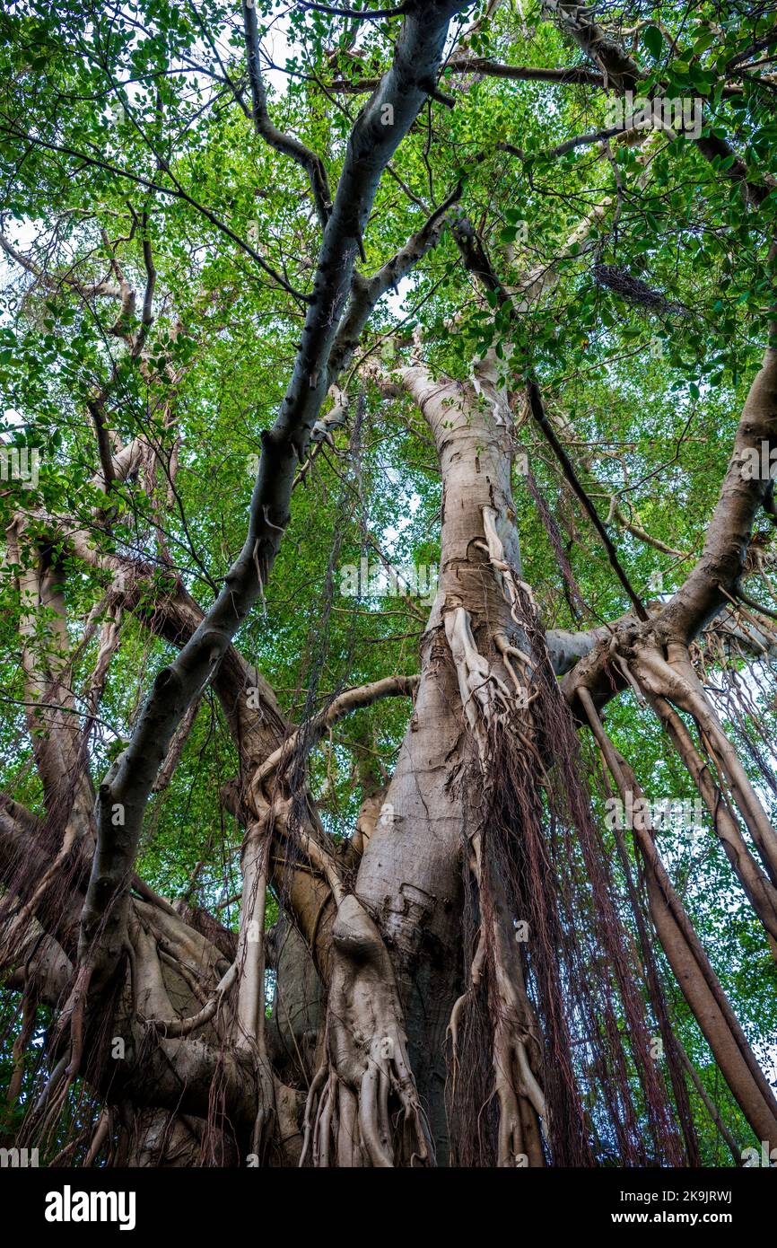 An old, mature Chinese banyan tree with a well-developed aearial root ...
