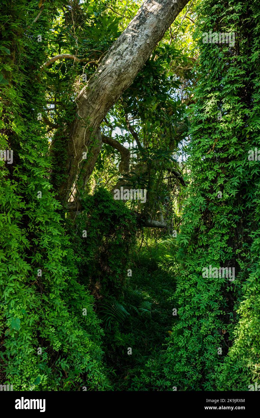 Overgrown path to an abandoned village house, Tung O Ancient Trail ...