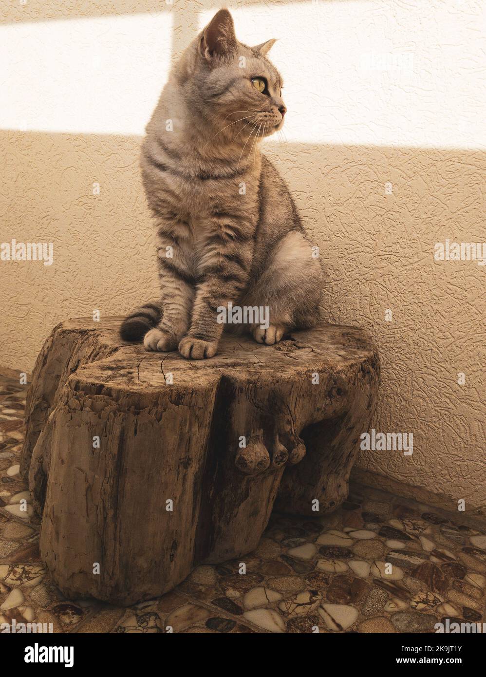 british chinchilla cat sits on decorative tree stump Stock Photo - Alamy