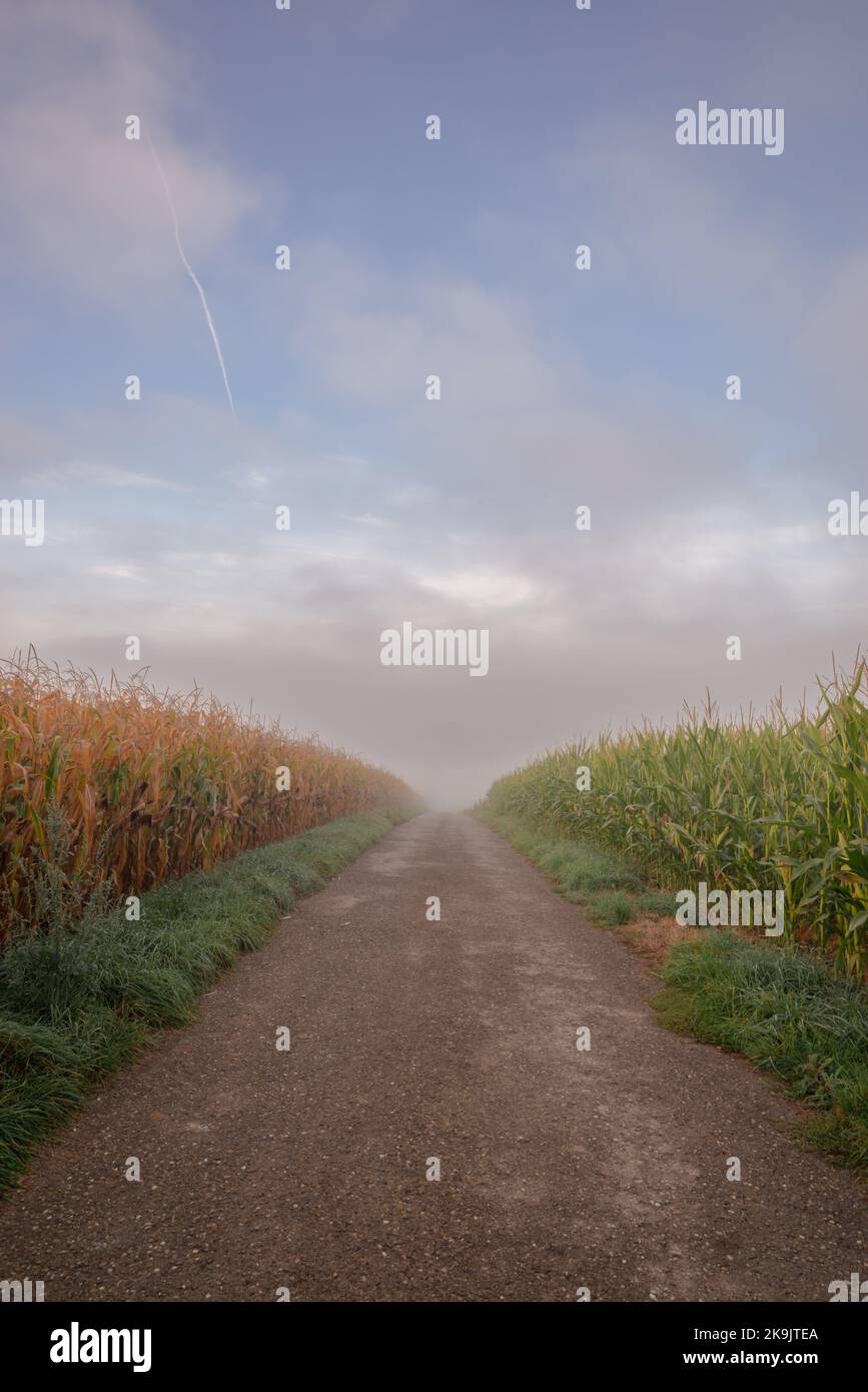 Country road between two cornfields at sunrise Stock Photo - Alamy