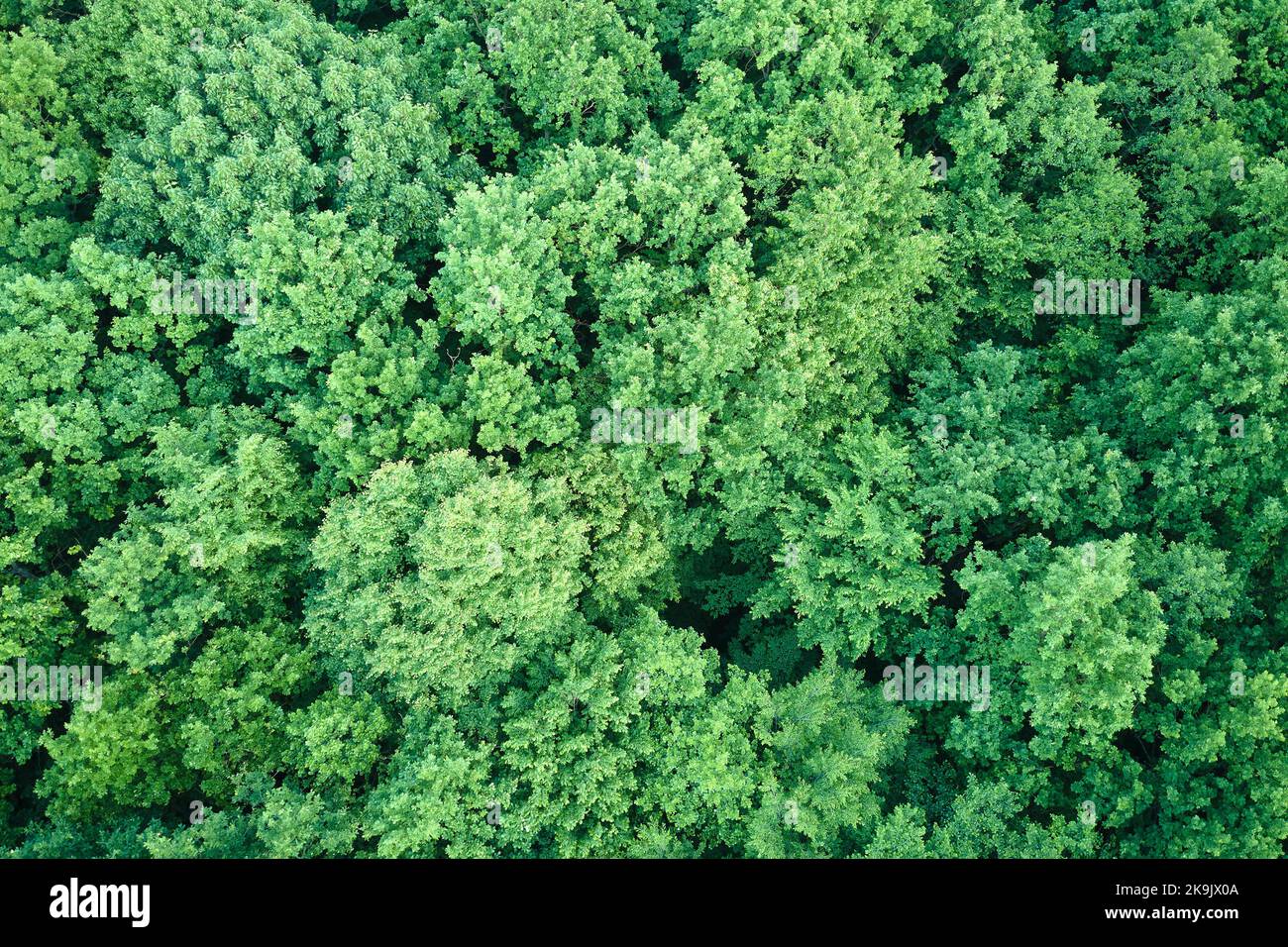 Top down flat aerial view of dark lush forest with green trees canopies ...