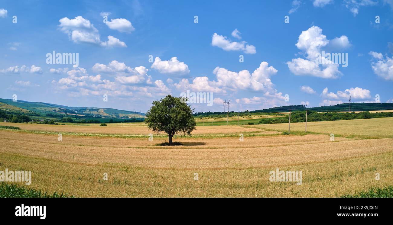 Aerial landscape view of one green tree growing between cultivated ...