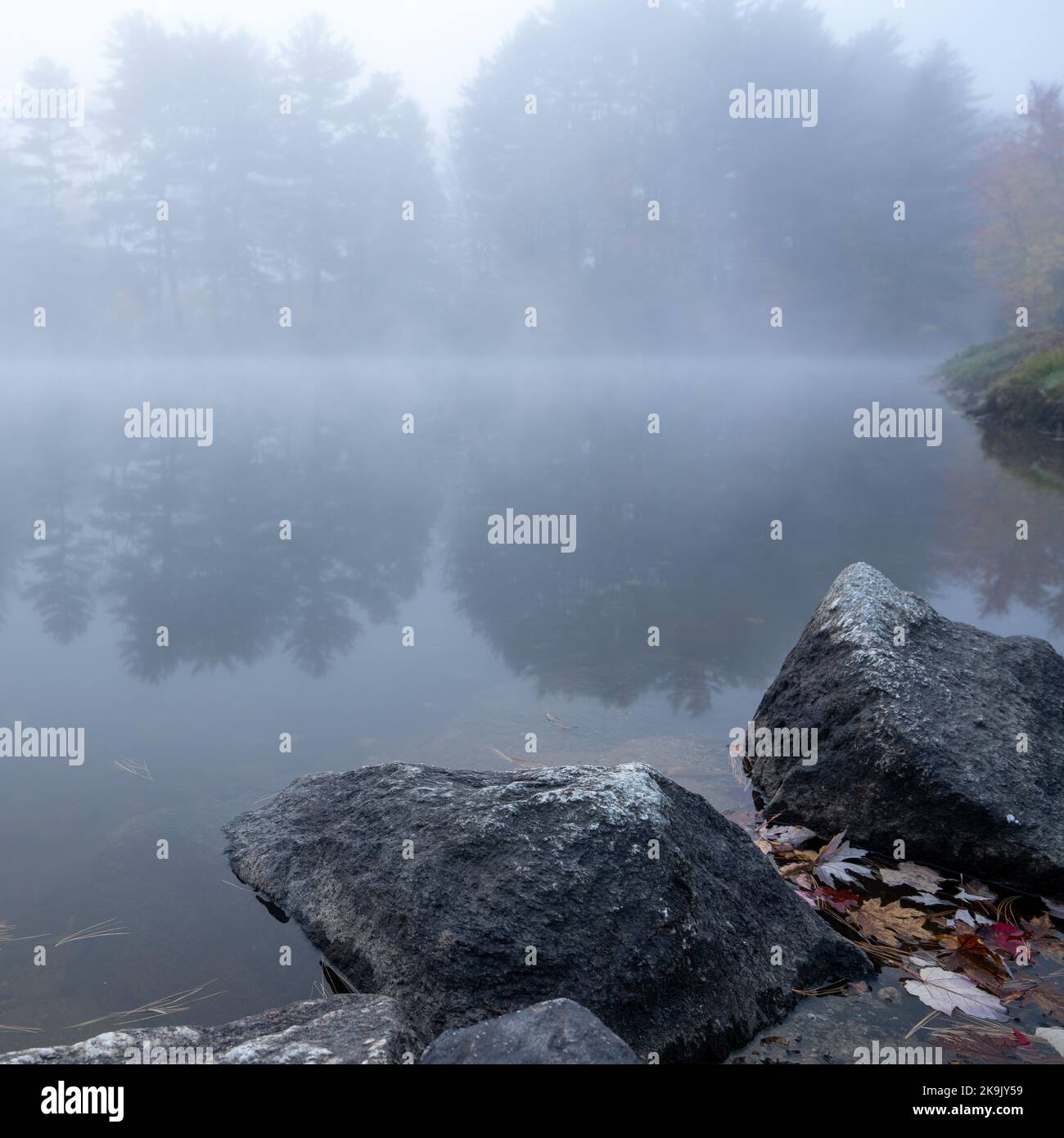 Dark pond in mysterious forest hi-res stock photography and images - Alamy