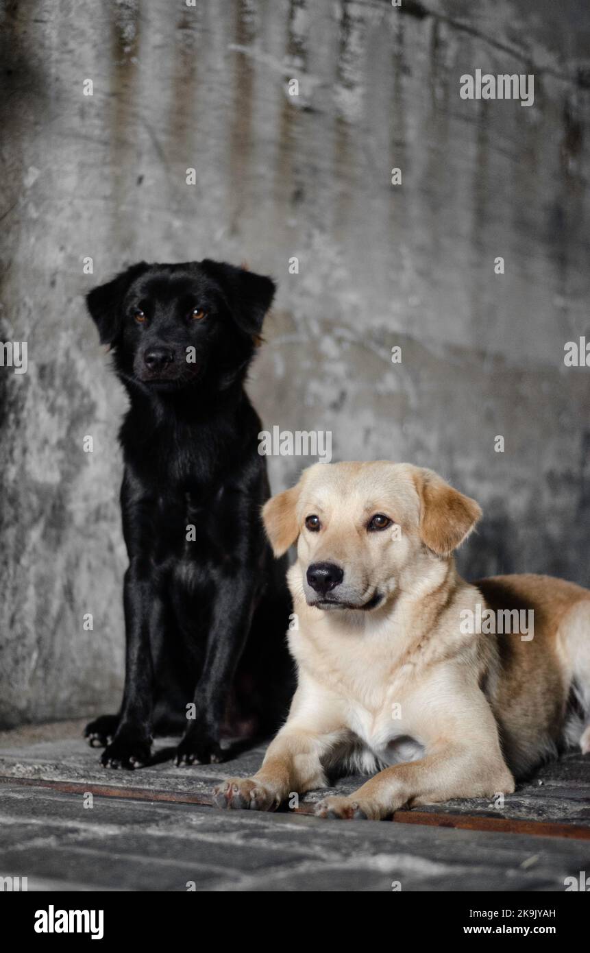 Dogsphoto hi-res stock photography and images - Alamy