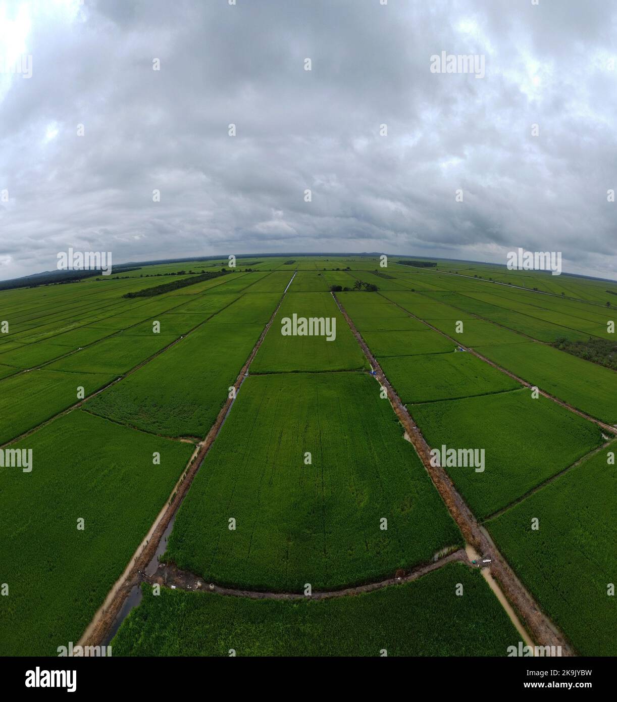 aerial daytime scene at the green paddy field farm Stock Photo - Alamy