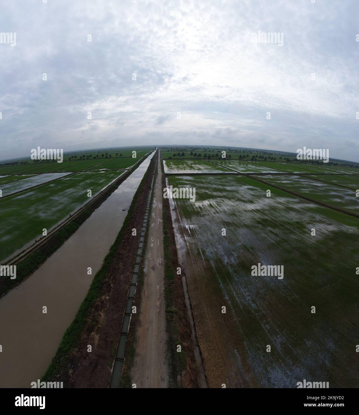 aerial view of the paddy field farm after the rain Stock Photo - Alamy