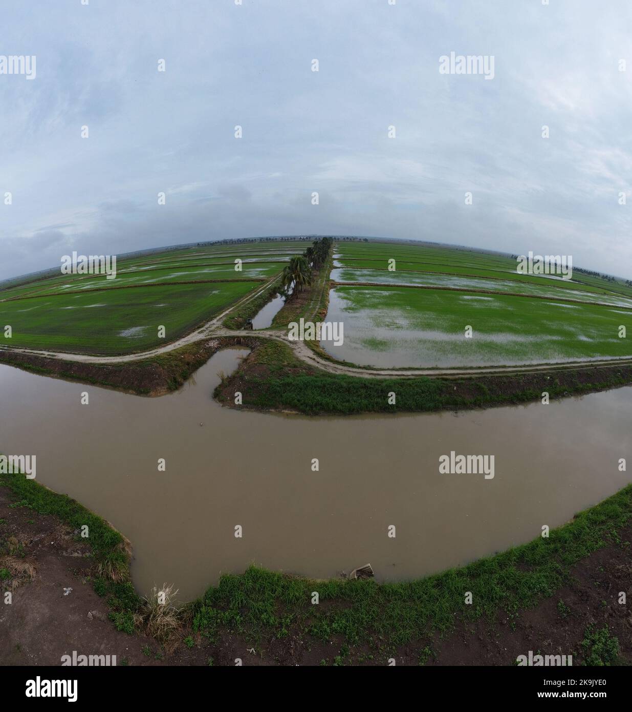 aerial view of the paddy field farm after the rain Stock Photo - Alamy