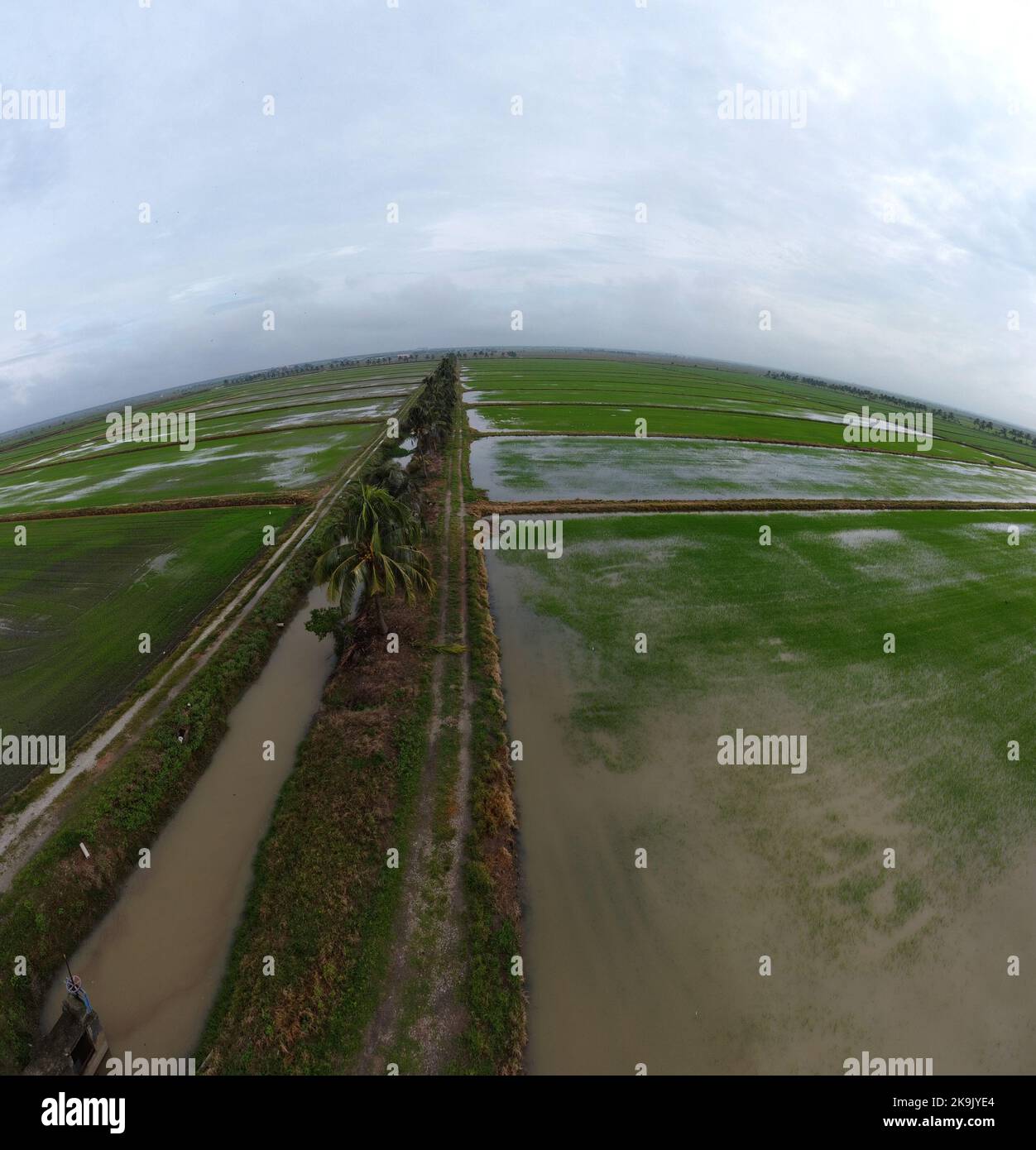 aerial view of the paddy field farm after the rain Stock Photo - Alamy