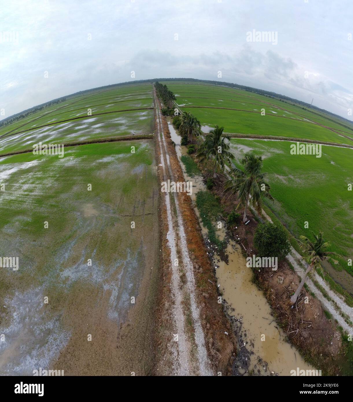 aerial view of the paddy field farm after the rain Stock Photo - Alamy