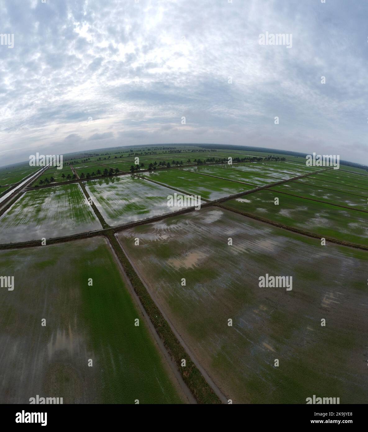 aerial view of the paddy field farm after the rain Stock Photo - Alamy