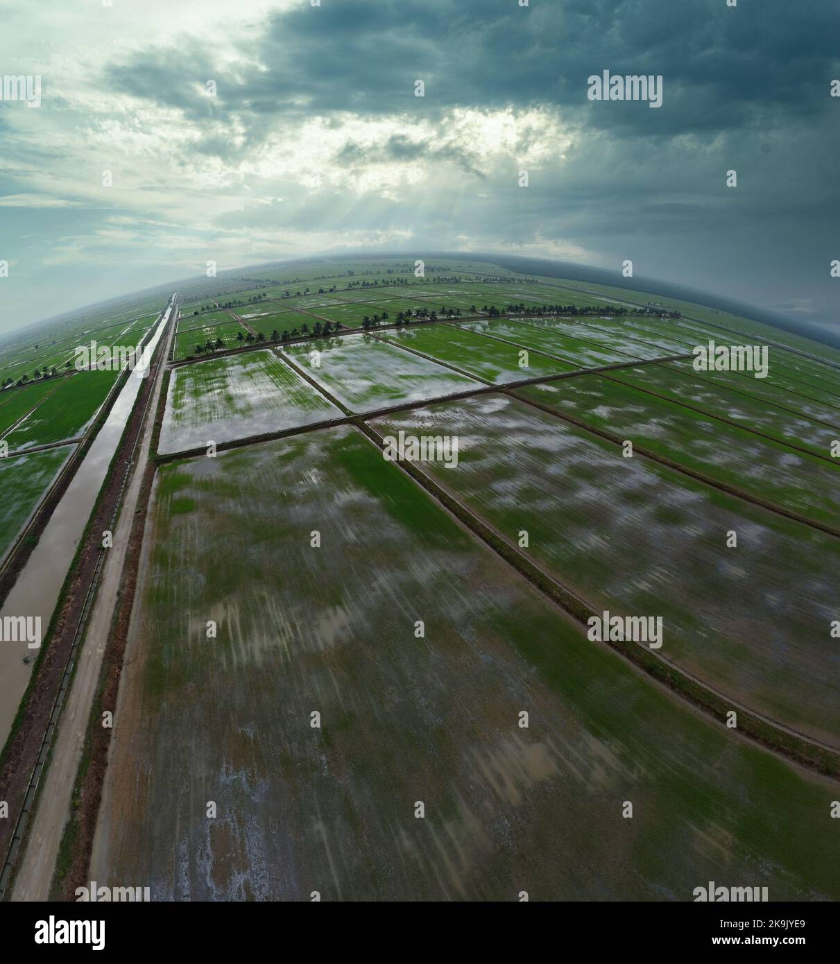 aerial view of the paddy field farm after the rain Stock Photo - Alamy