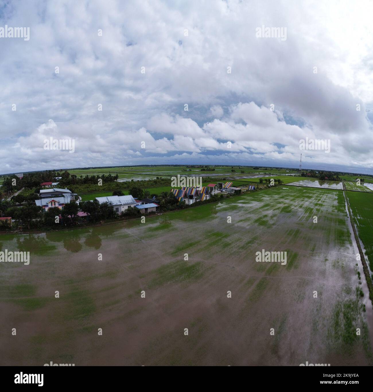 aerial view of the paddy field farm after the rain Stock Photo - Alamy