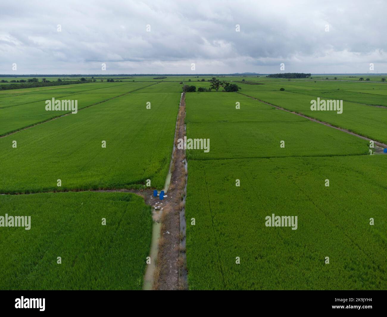 aerial daytime scene at the green paddy field farm Stock Photo - Alamy