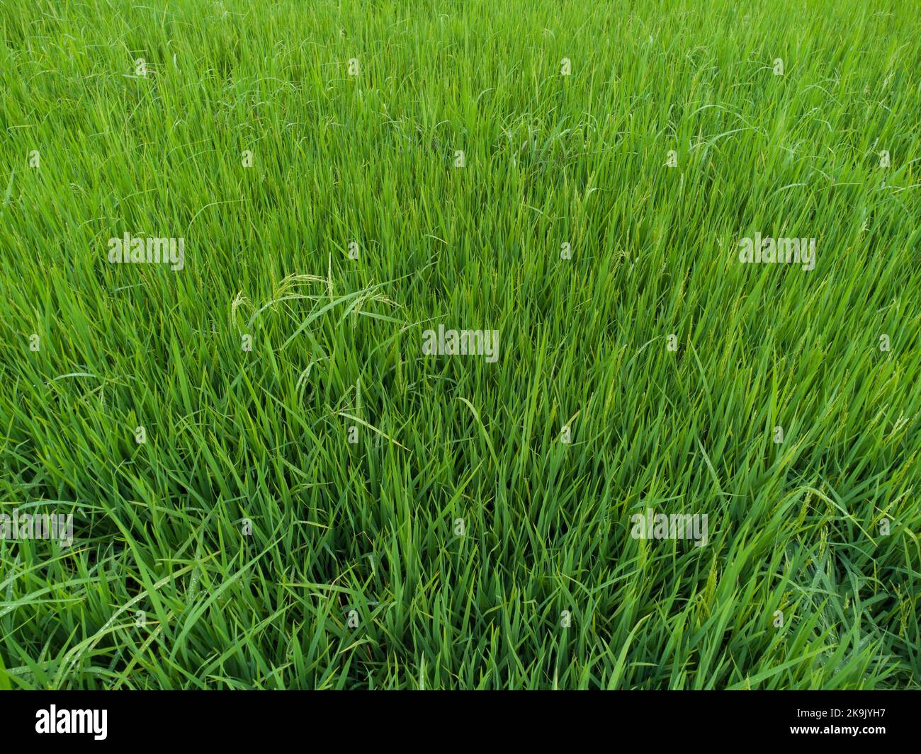 aerial daytime scene at the green paddy field farm Stock Photo - Alamy