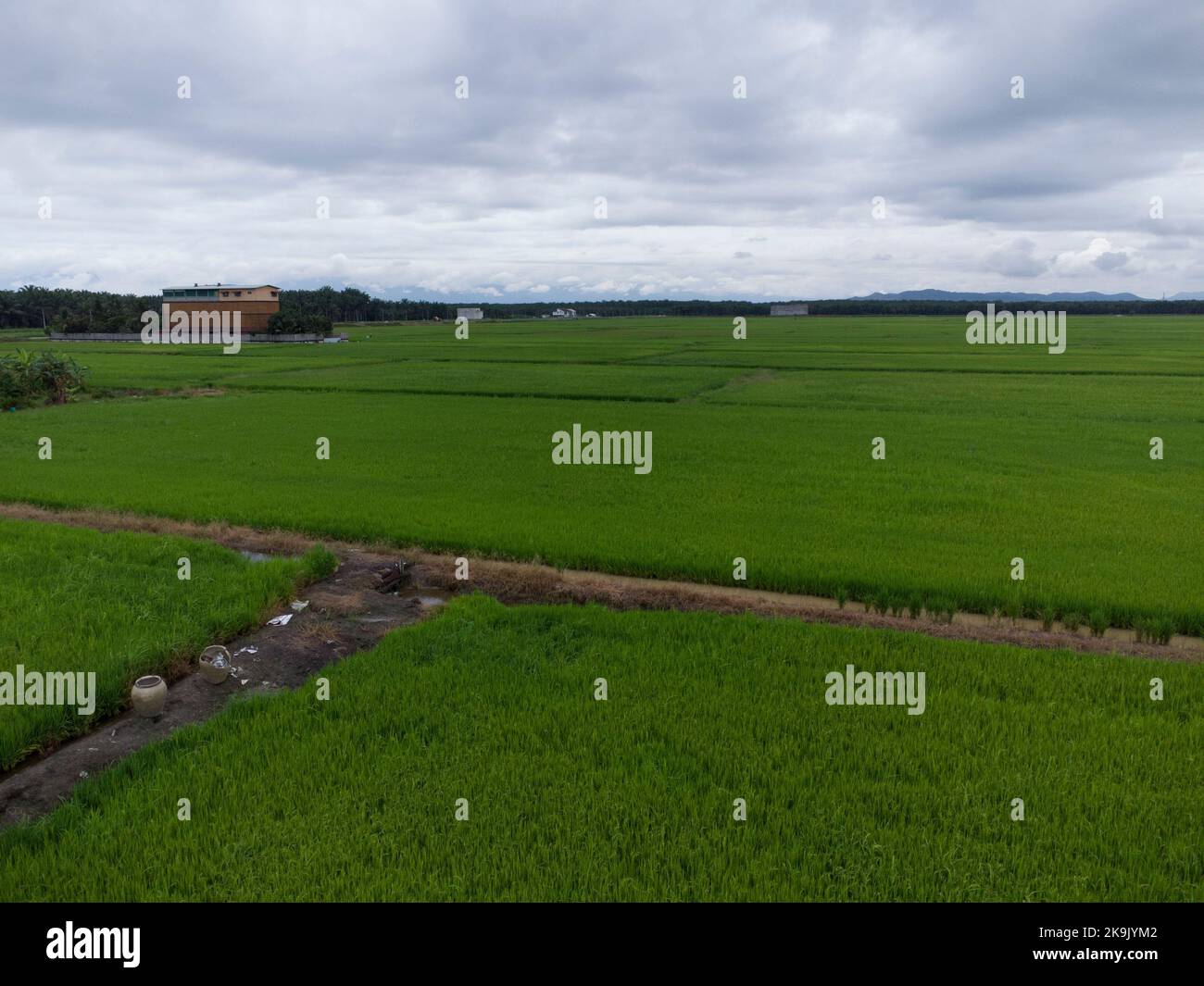 aerial daytime scene at the green paddy field farm Stock Photo - Alamy