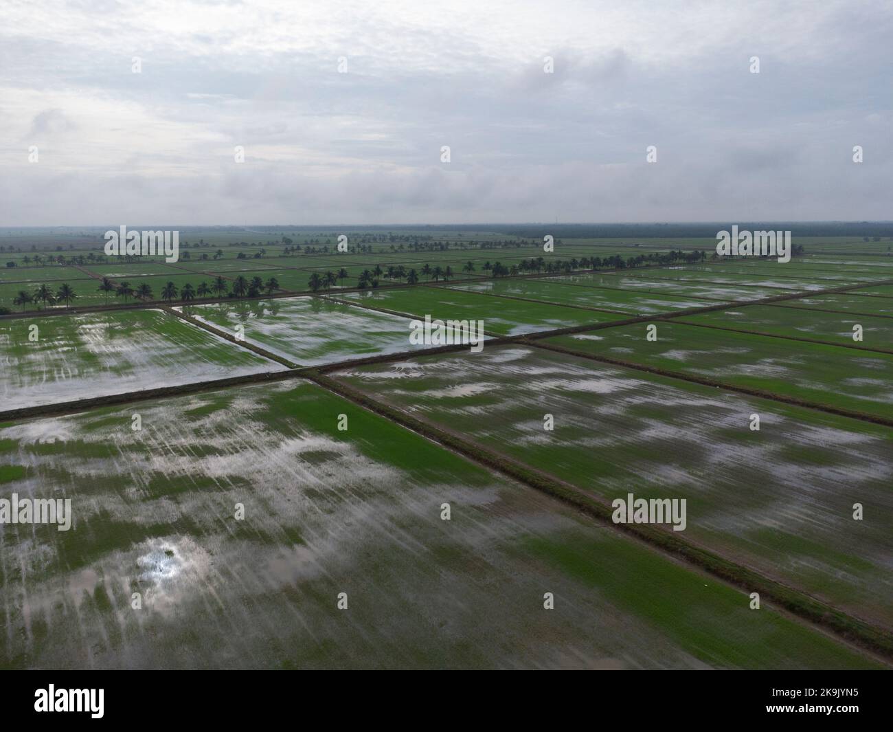 aerial view of the paddy field farm after the rain Stock Photo - Alamy