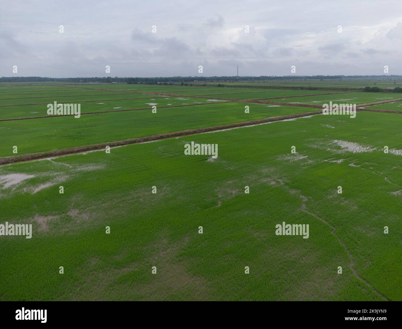 aerial view of the paddy field farm after the rain Stock Photo - Alamy