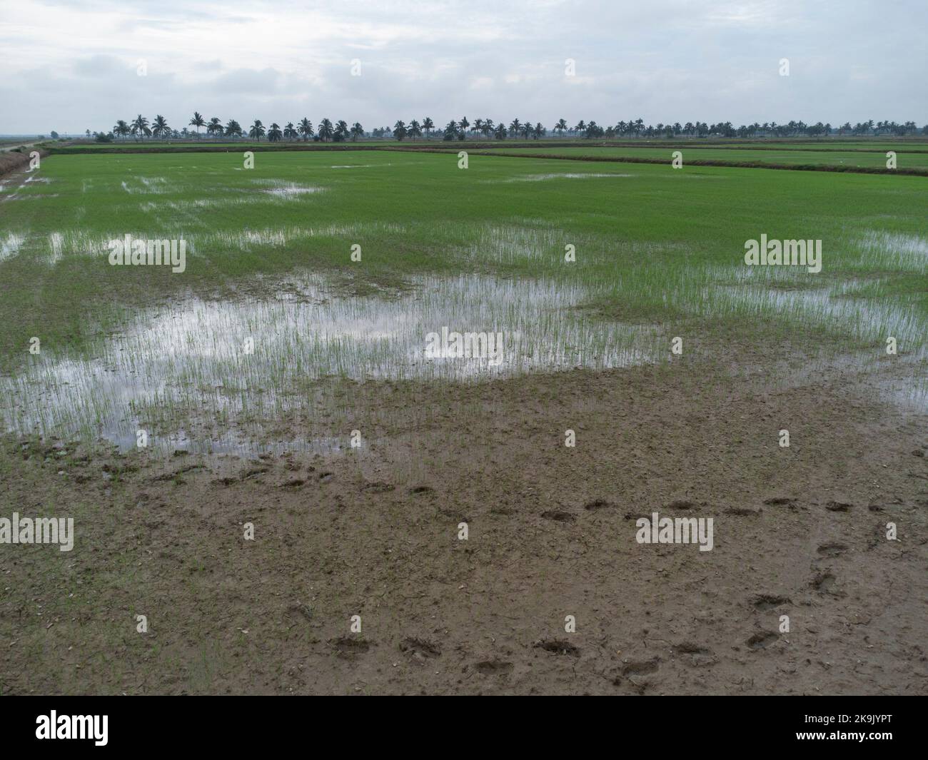 aerial view of the paddy field farm after the rain Stock Photo - Alamy