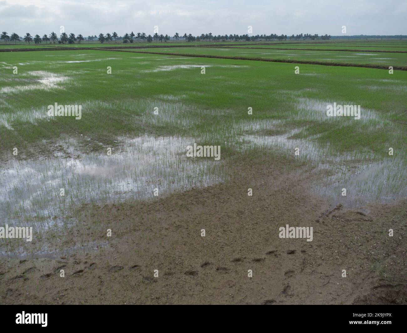 aerial view of the paddy field farm after the rain Stock Photo - Alamy
