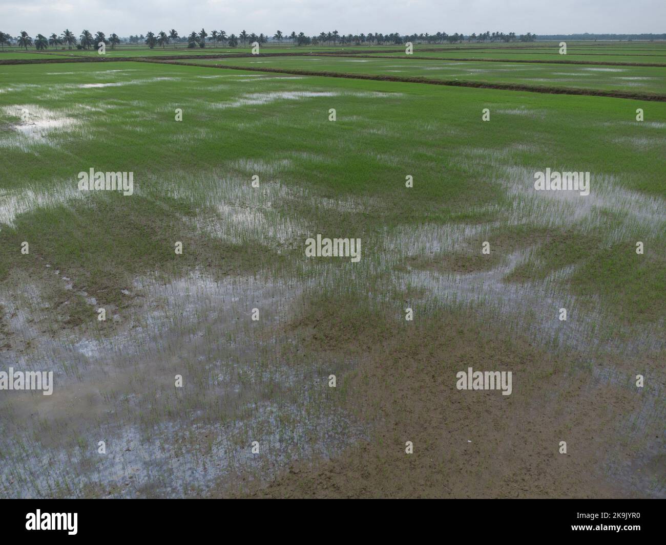 aerial view of the paddy field farm after the rain Stock Photo - Alamy