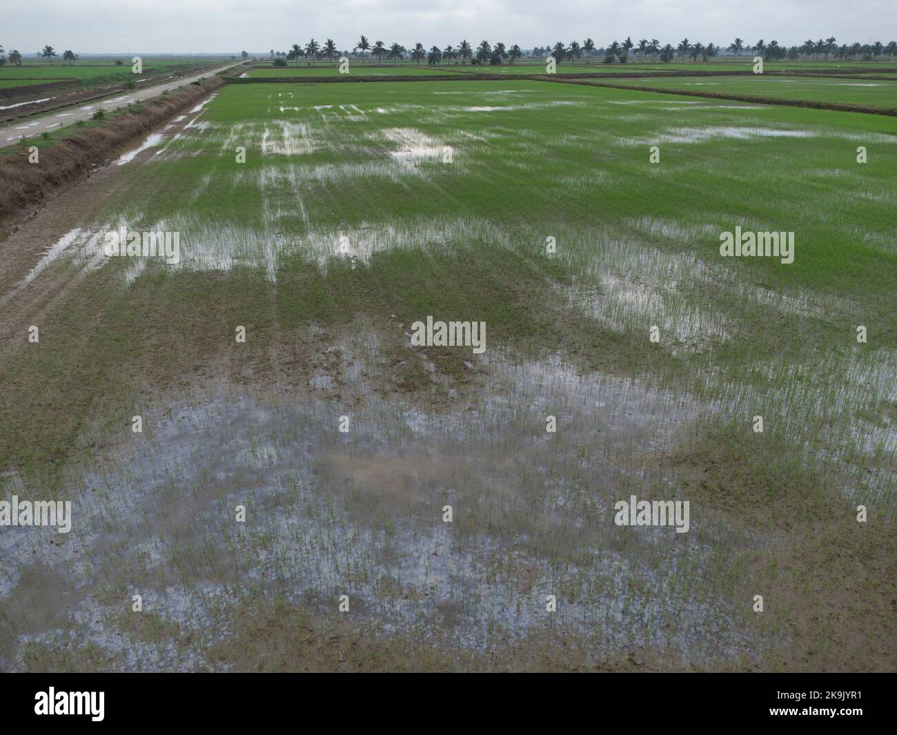 aerial view of the paddy field farm after the rain Stock Photo - Alamy