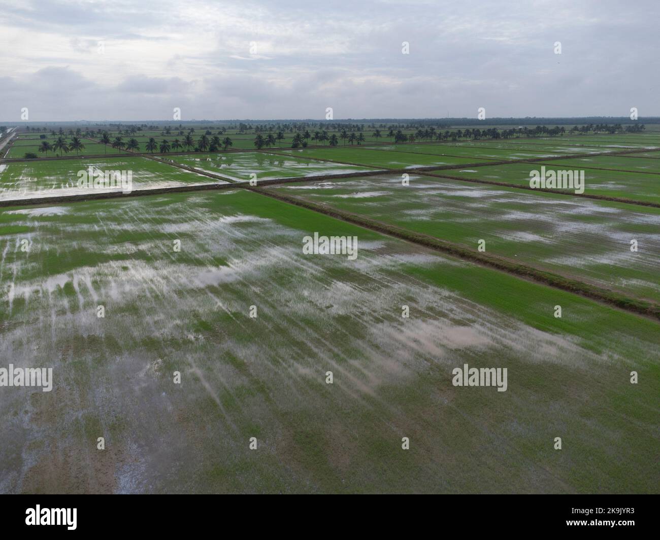 aerial view of the paddy field farm after the rain Stock Photo - Alamy