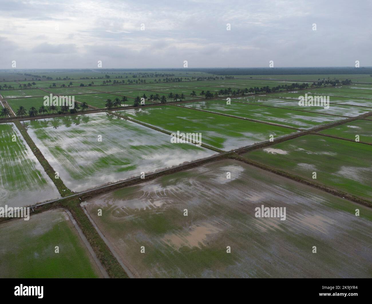 aerial view of the paddy field farm after the rain Stock Photo - Alamy