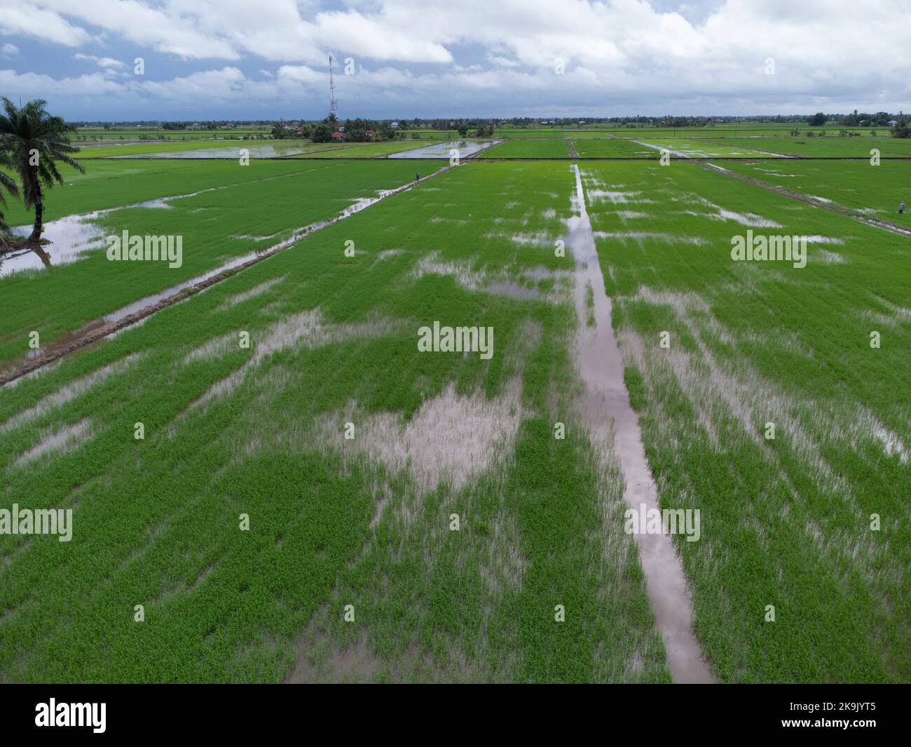 aerial view of the paddy field farm after the rain Stock Photo - Alamy