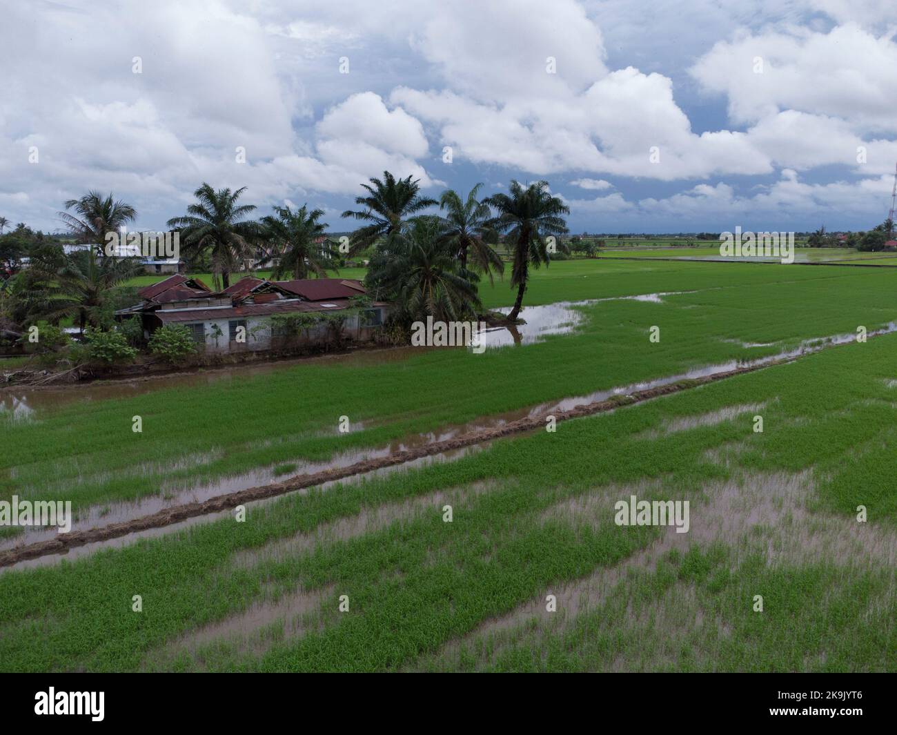 aerial view of the paddy field farm after the rain Stock Photo - Alamy