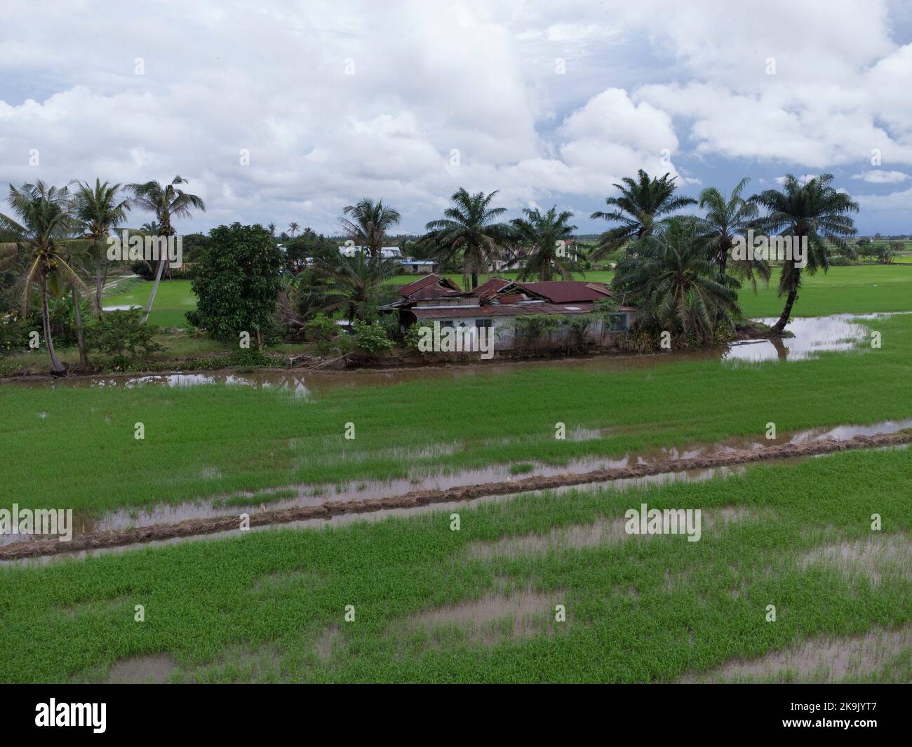 aerial view of the paddy field farm after the rain Stock Photo - Alamy