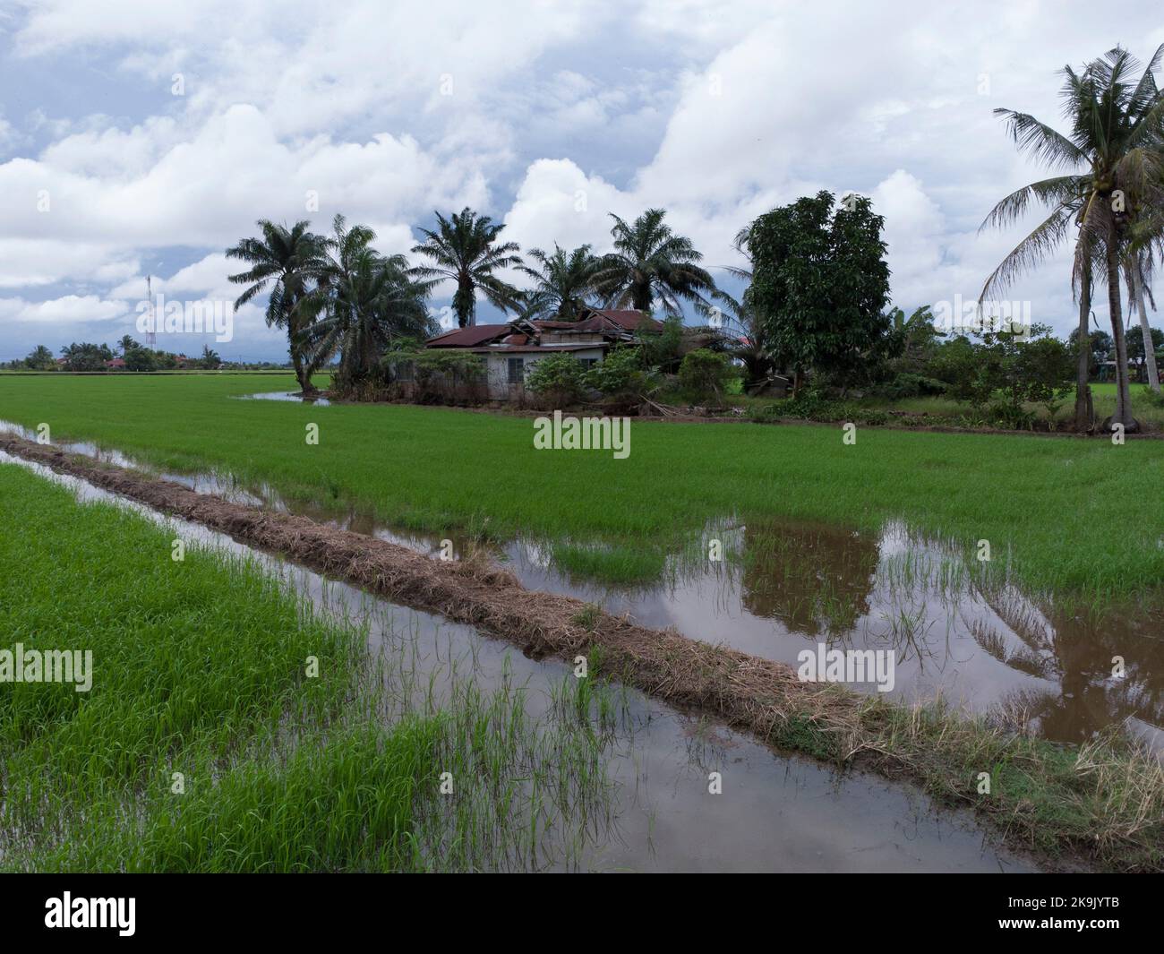 aerial view of the paddy field farm after the rain Stock Photo - Alamy