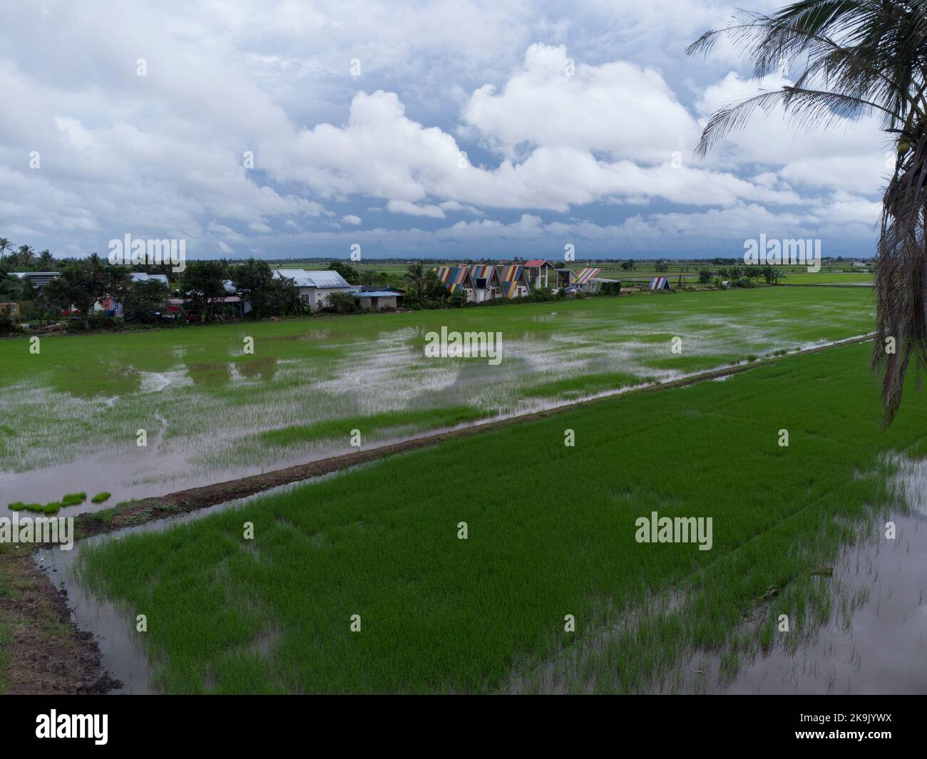 aerial view of the paddy field farm after the rain Stock Photo - Alamy