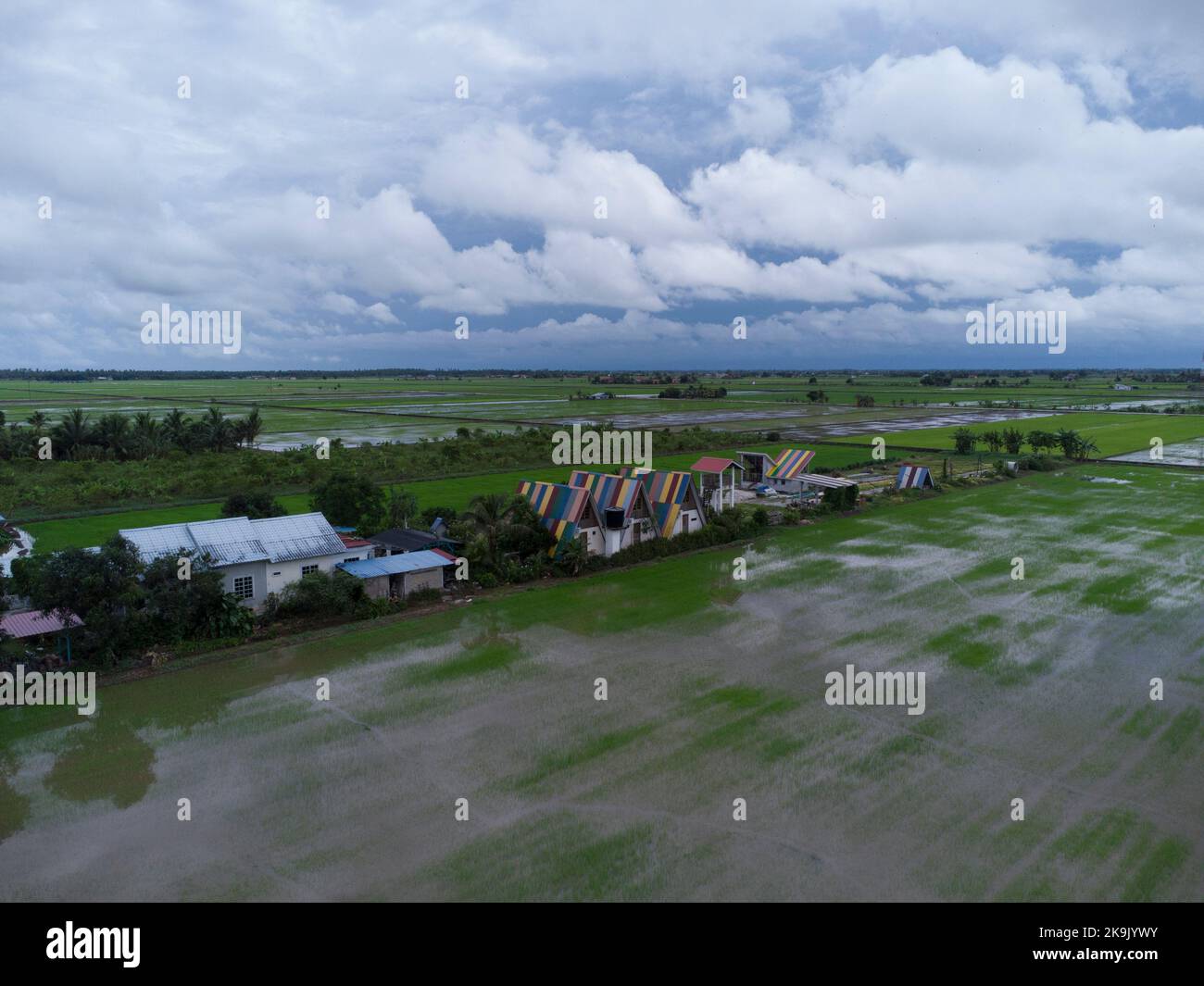aerial view of the paddy field farm after the rain Stock Photo - Alamy