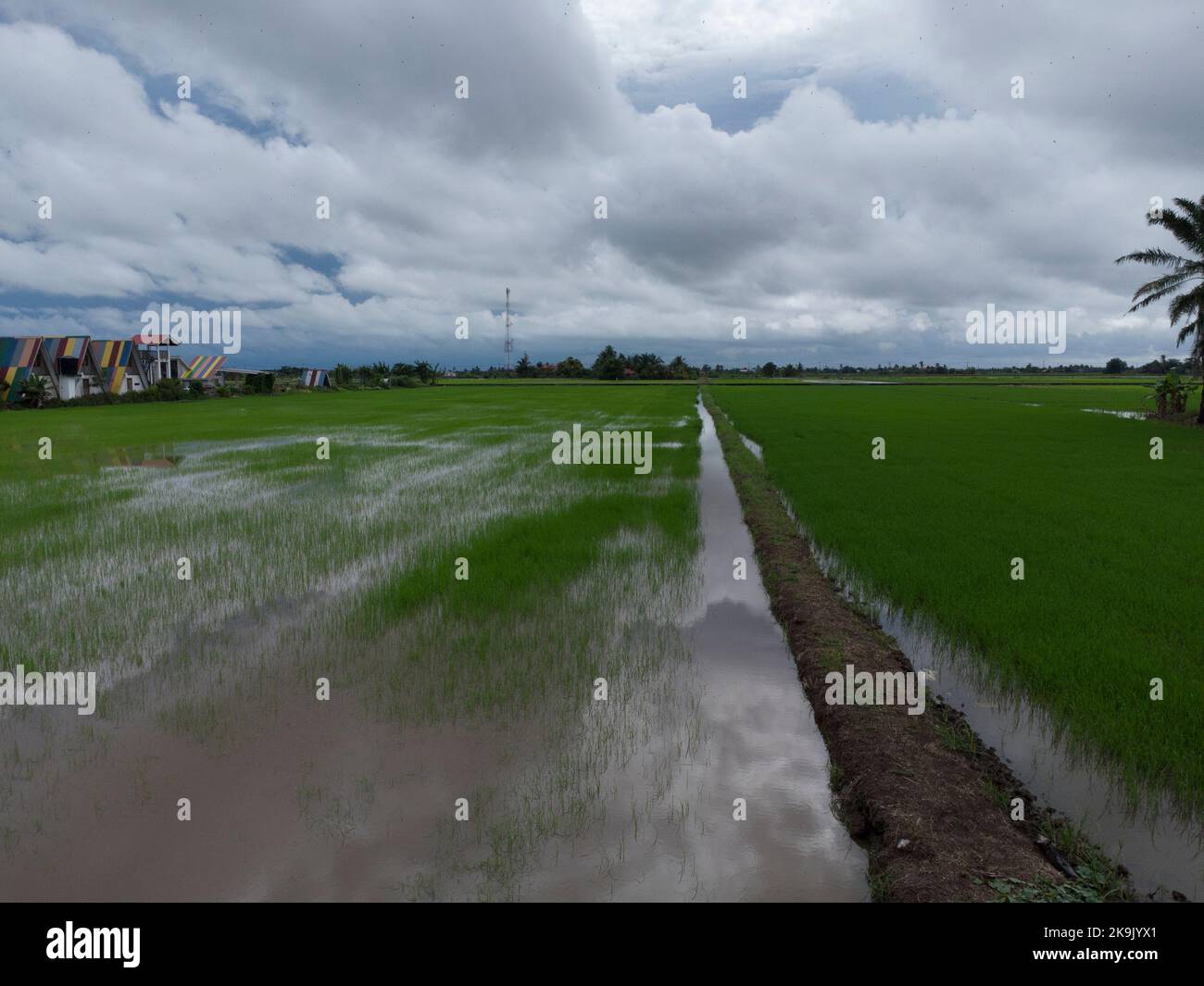aerial view of the paddy field farm after the rain Stock Photo - Alamy